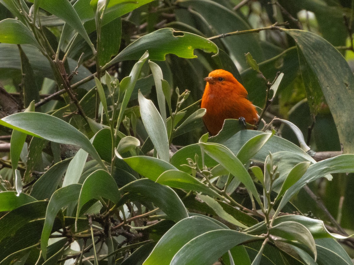 eBird Checklist - 31 May 2024 - HI: Pua Akala Tract (19.791, -155.327 ...