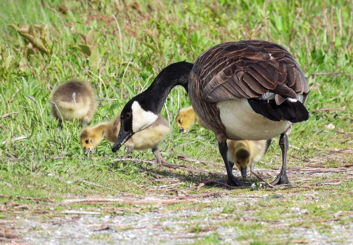 eBird Checklist - 11 May 2024 - Parker River NWR - 41 species