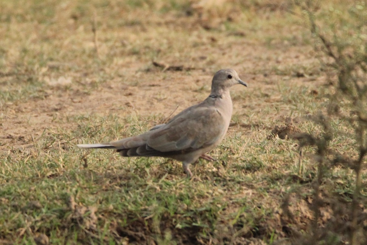 eBird Checklist - 3 Jun 2024 - manauli punjab - 23 species