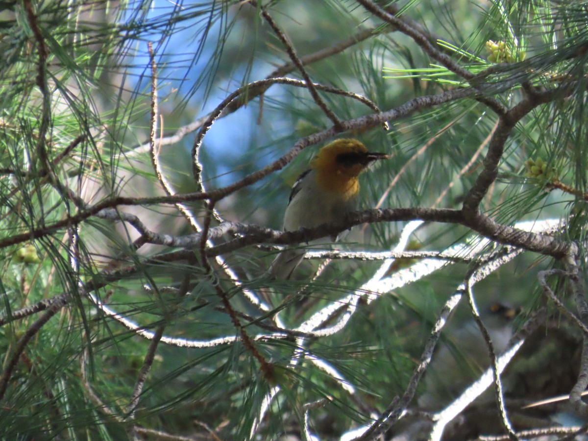 eBird Checklist - 2 Jun 2024 - Mt. Lemmon--Palisades Visitor Center ...