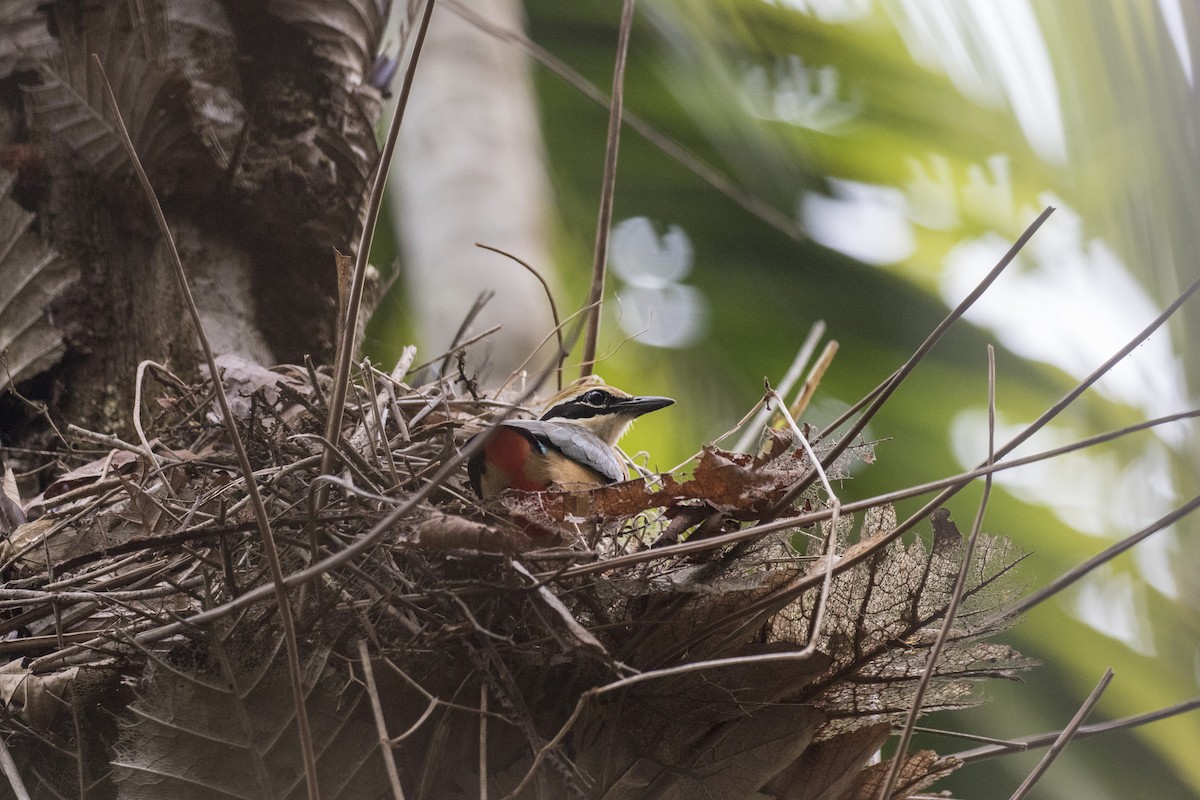 eBird Checklist - 30 May 2024 - Garva Agro Tourism - 13 species