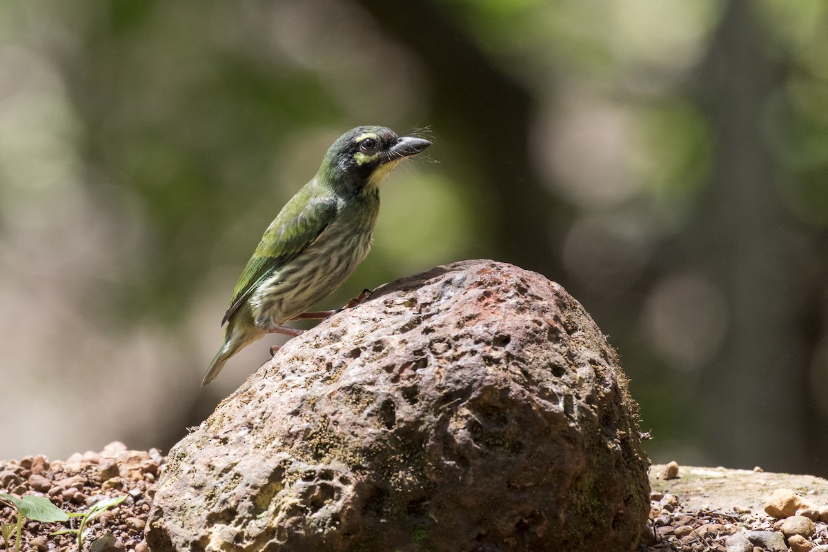 eBird Checklist - 30 May 2024 - Garva Agro Tourism - 7 species