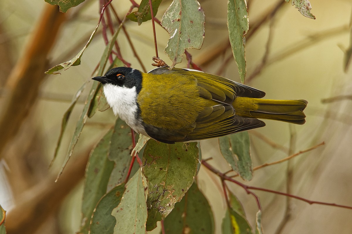 eBird Checklist - 3 Jun 2024 - Clunes State Forest--Northeast Block ...