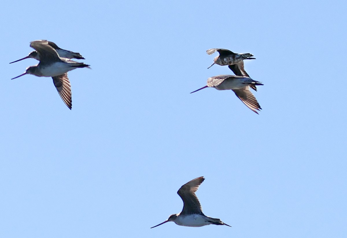 eBird Checklist - 3 Jun 2024 - Brighton Park/Decker Park (Brighton ...