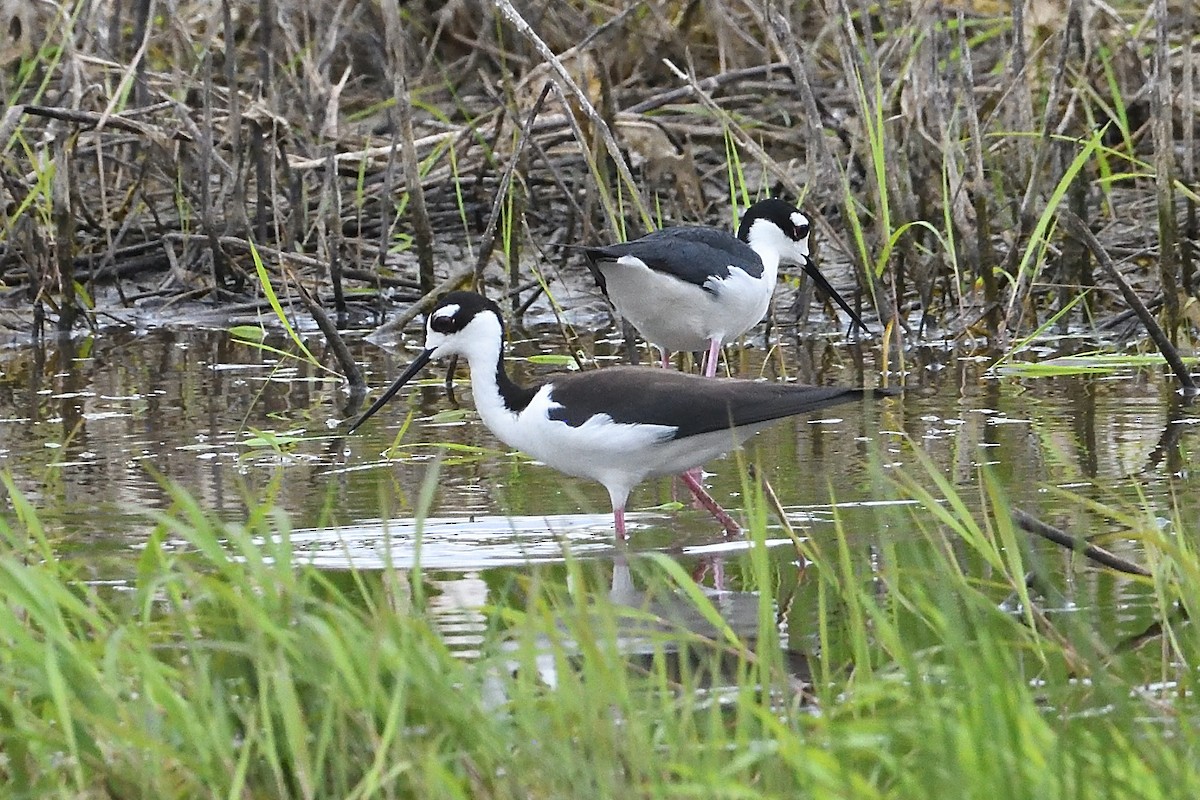 Pennsylvania Bird Atlas Checklist - 2 Jun 2024 - Wilson Rd. Pond - 11 species