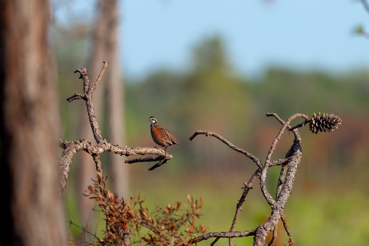 eBird Checklist - 1 Jun 2024 - Three Lakes WMA--Prairie Lakes Unit - 21 ...