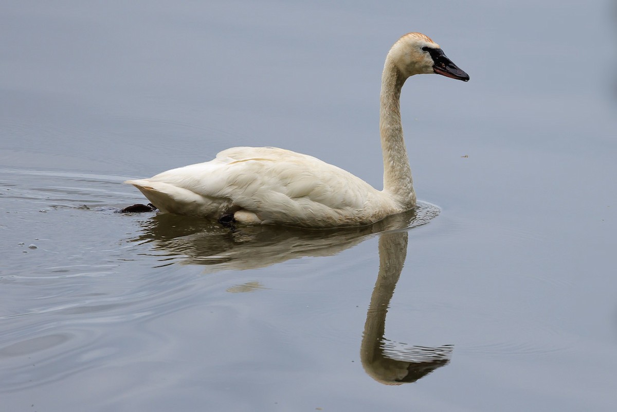 eBird Checklist - 19 May 2024 - C&O Canal--Riley's Lock - 29 species