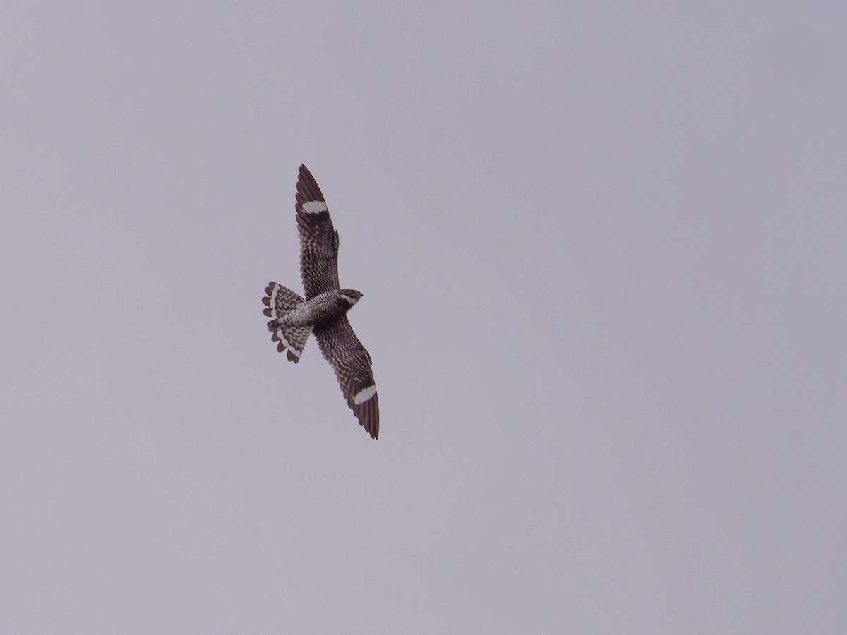 eBird Checklist - 31 May 2024 - Pawnee NG Bird Tour—Stops 5-8 - 13 species