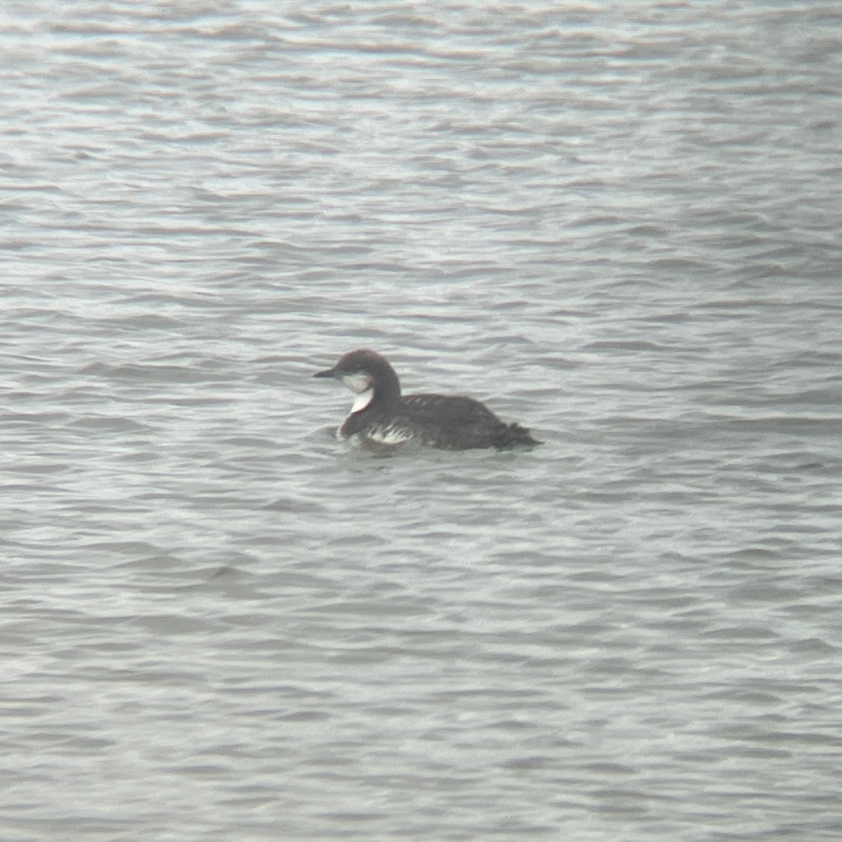 eBird Checklist - 3 Jun 2024 - Gulf Islands NS: Fort Pickens entrance ...