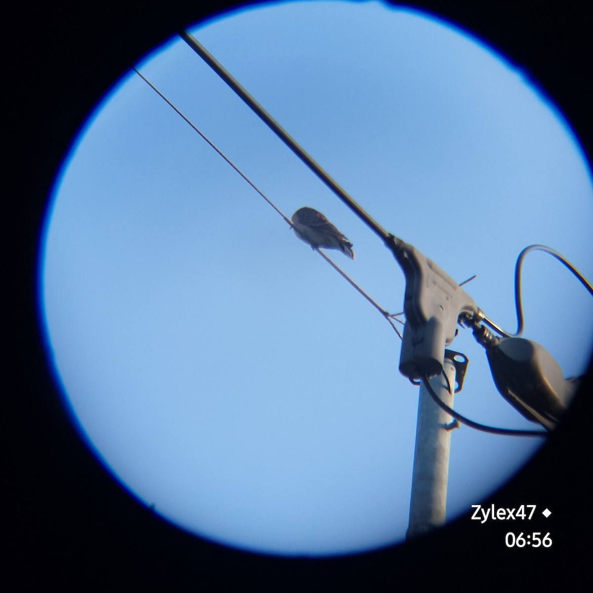 eBird Checklist - 4 Jun 2024 - 만연교(Manyeon bridge), Hwasun - 11 species