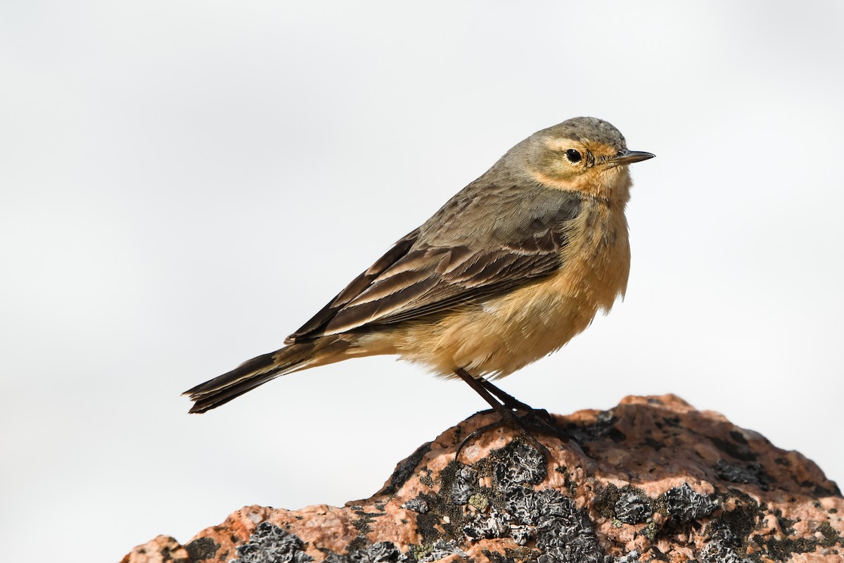eBird Checklist - 3 Jun 2024 - Pikes Peak--Summit - 13 species