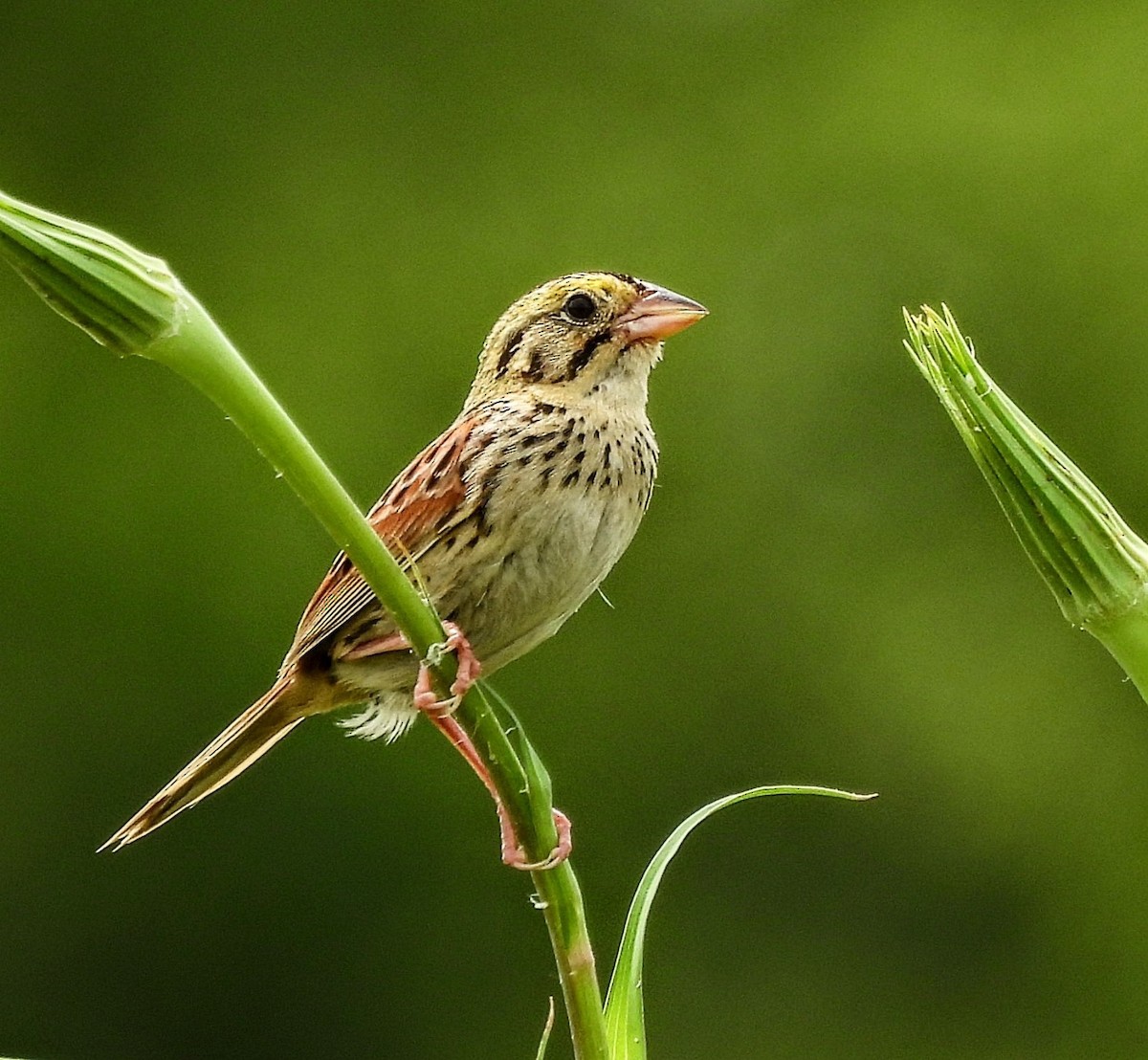 eBird Checklist - 3 Jun 2024 - Talon Winery - 26 species