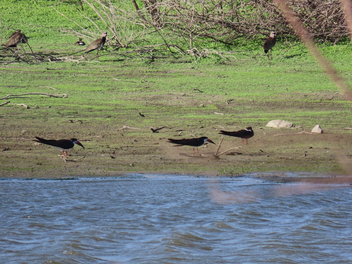 eBird Checklist - 1 Jun 2024 - Muizenberg Dam - 17 species