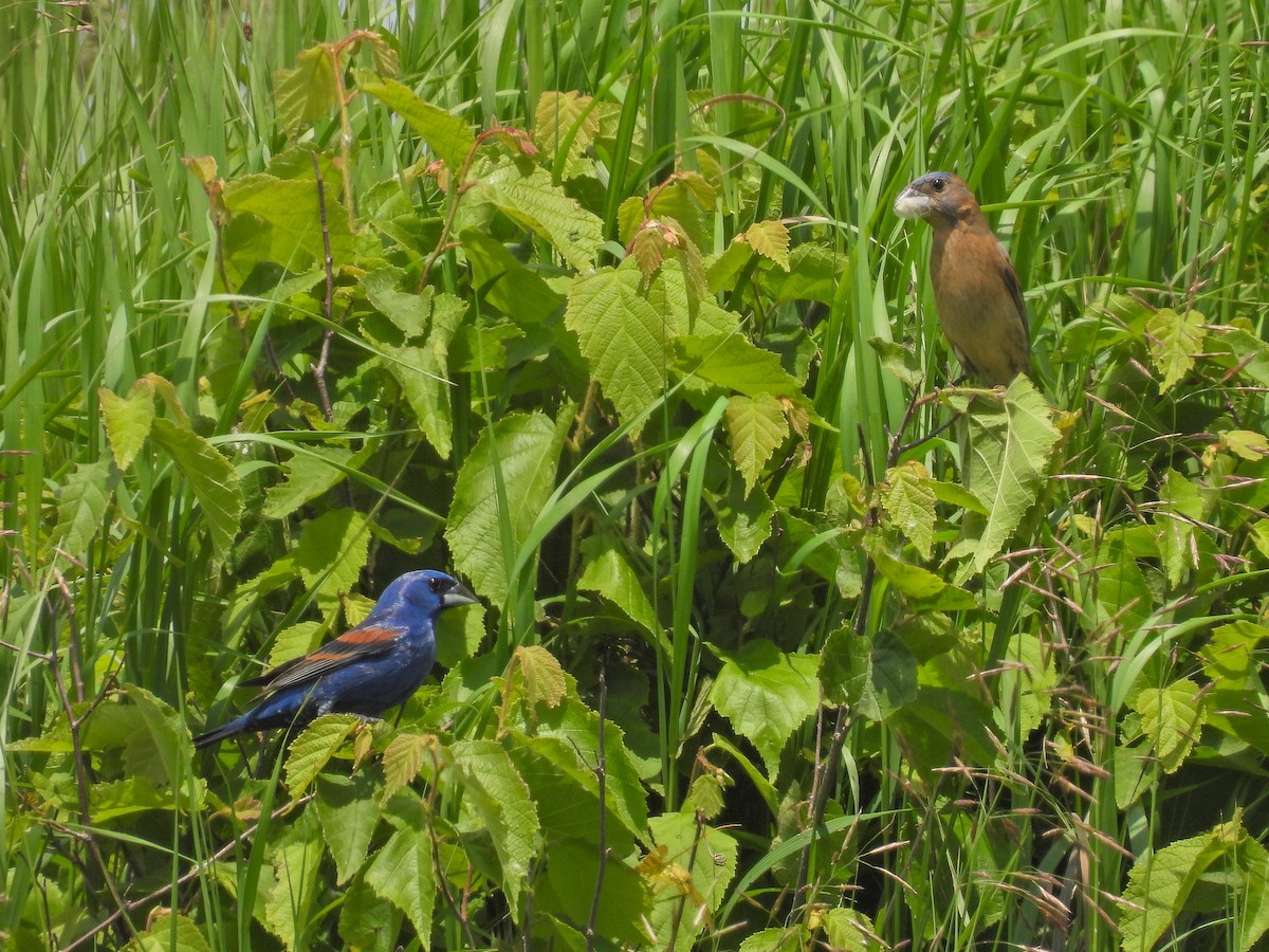 eBird Checklist - 3 Jun 2024 - Sharon Mills Co. Park--north - 47 species
