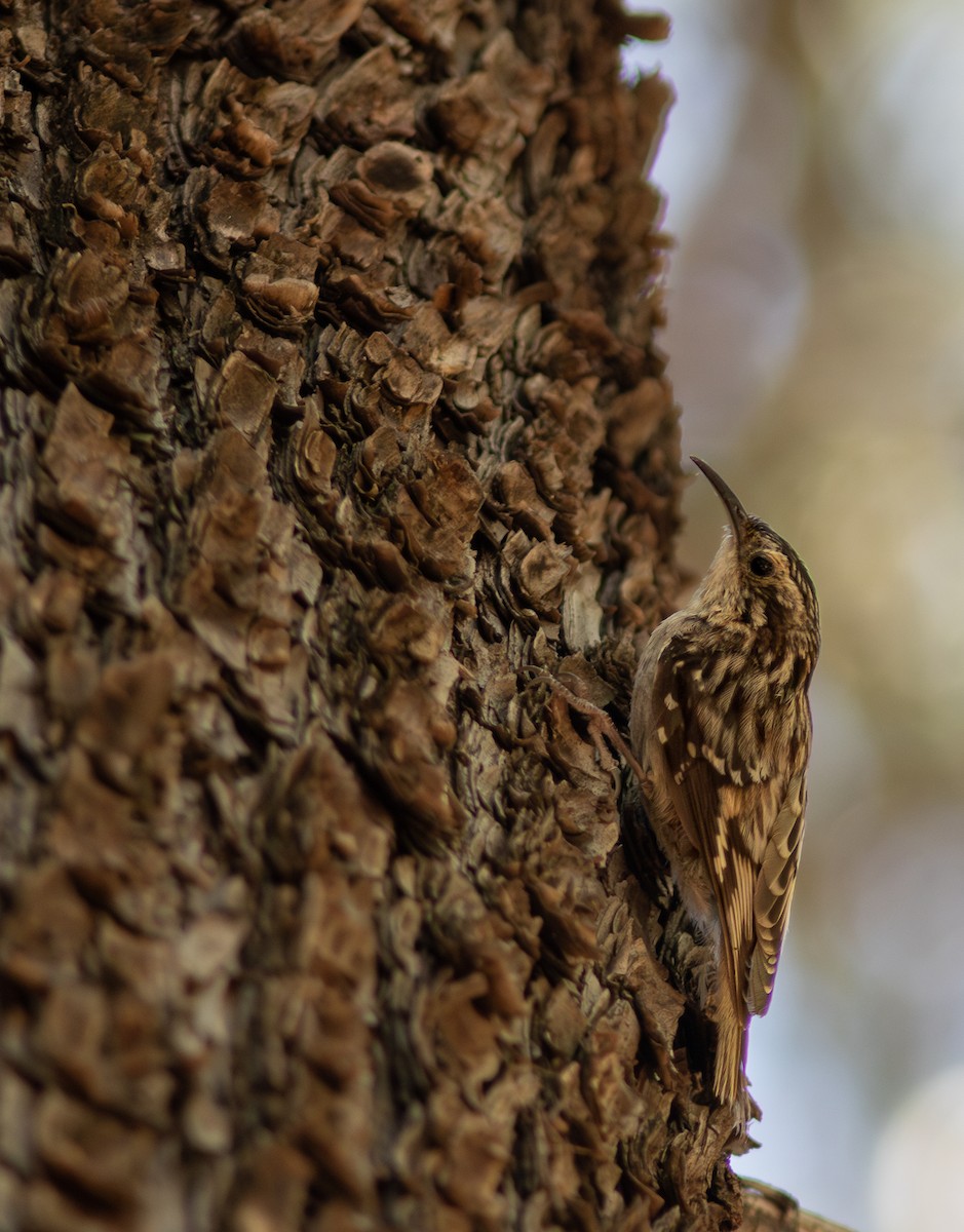 Brown Creeper (albescens/alticola) - eBird