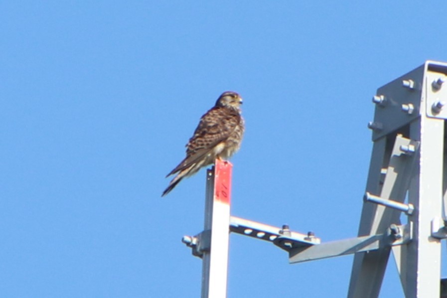 eBird Checklist - 4 Jun 2024 - 藤沢市--境川--俣野橋と東西橋の間 (Fujisawa--Sakai ...