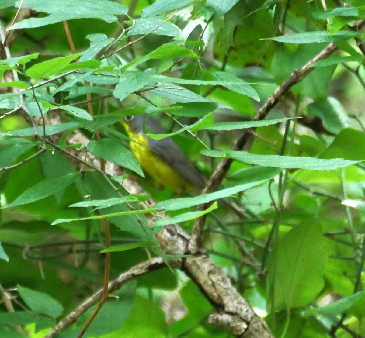 eBird Checklist - 3 Jun 2024 - Prairie Creek Park (Collin Co. portion ...