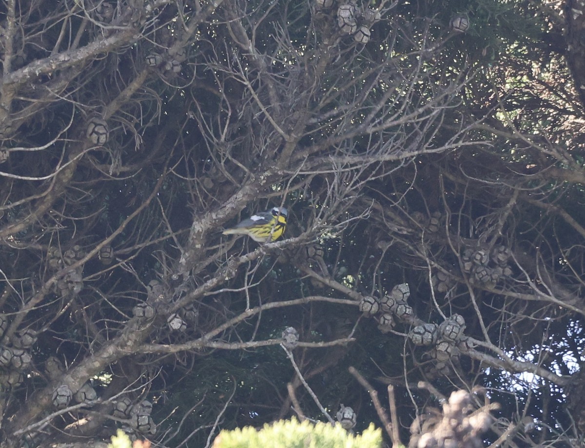 eBird Checklist - 4 Jun 2024 - Presidio--Battery Godfrey - 41 species ...