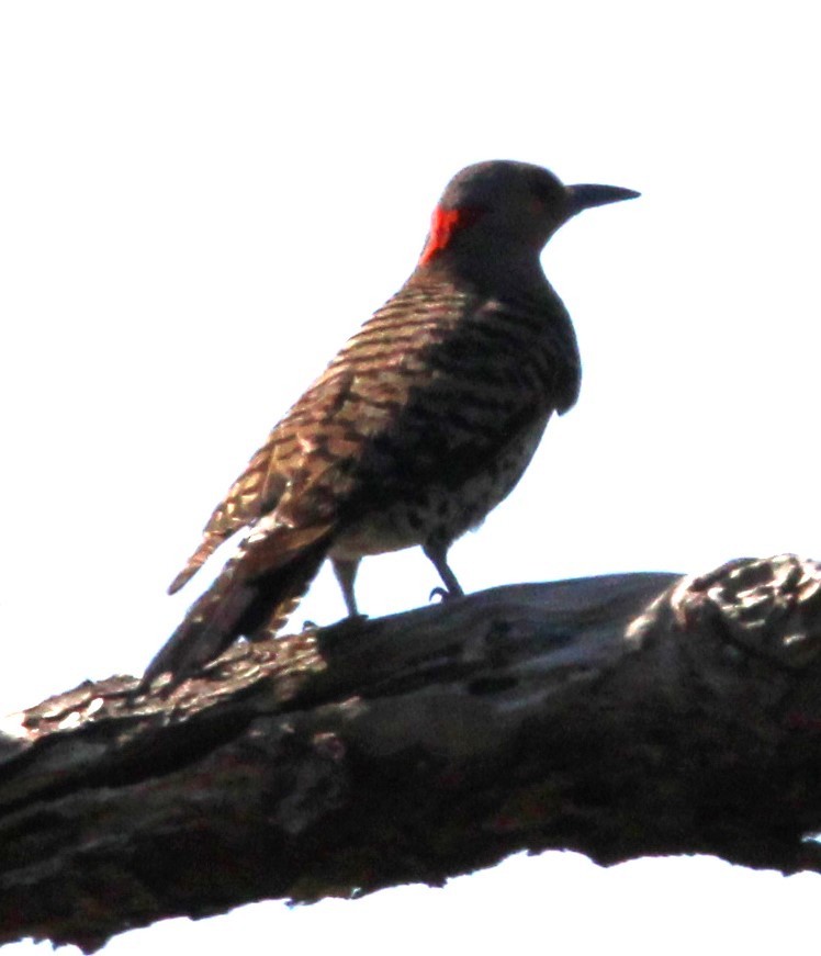 eBird Checklist - 4 Jun 2024 - Watermelon Pond WEA - 30 species