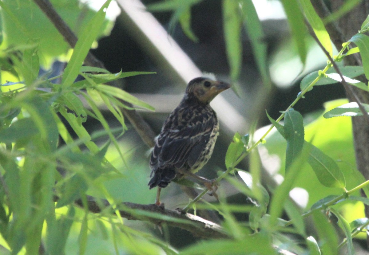 Pennsylvania Bird Atlas Checklist - 4 Jun 2024 - Peters Creek - 34 species