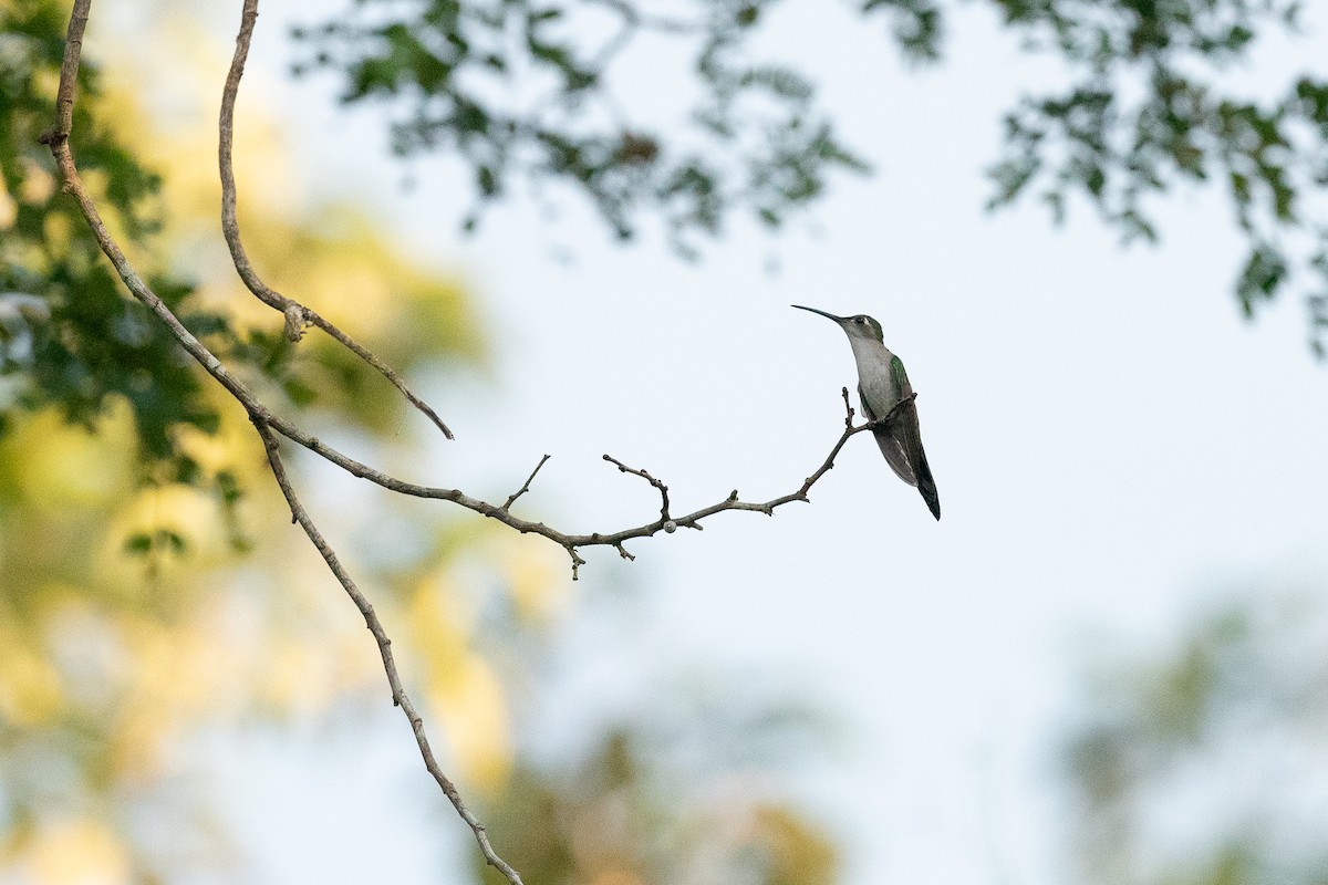 Wedge-tailed Sabrewing (Wedge-tailed) - eBird