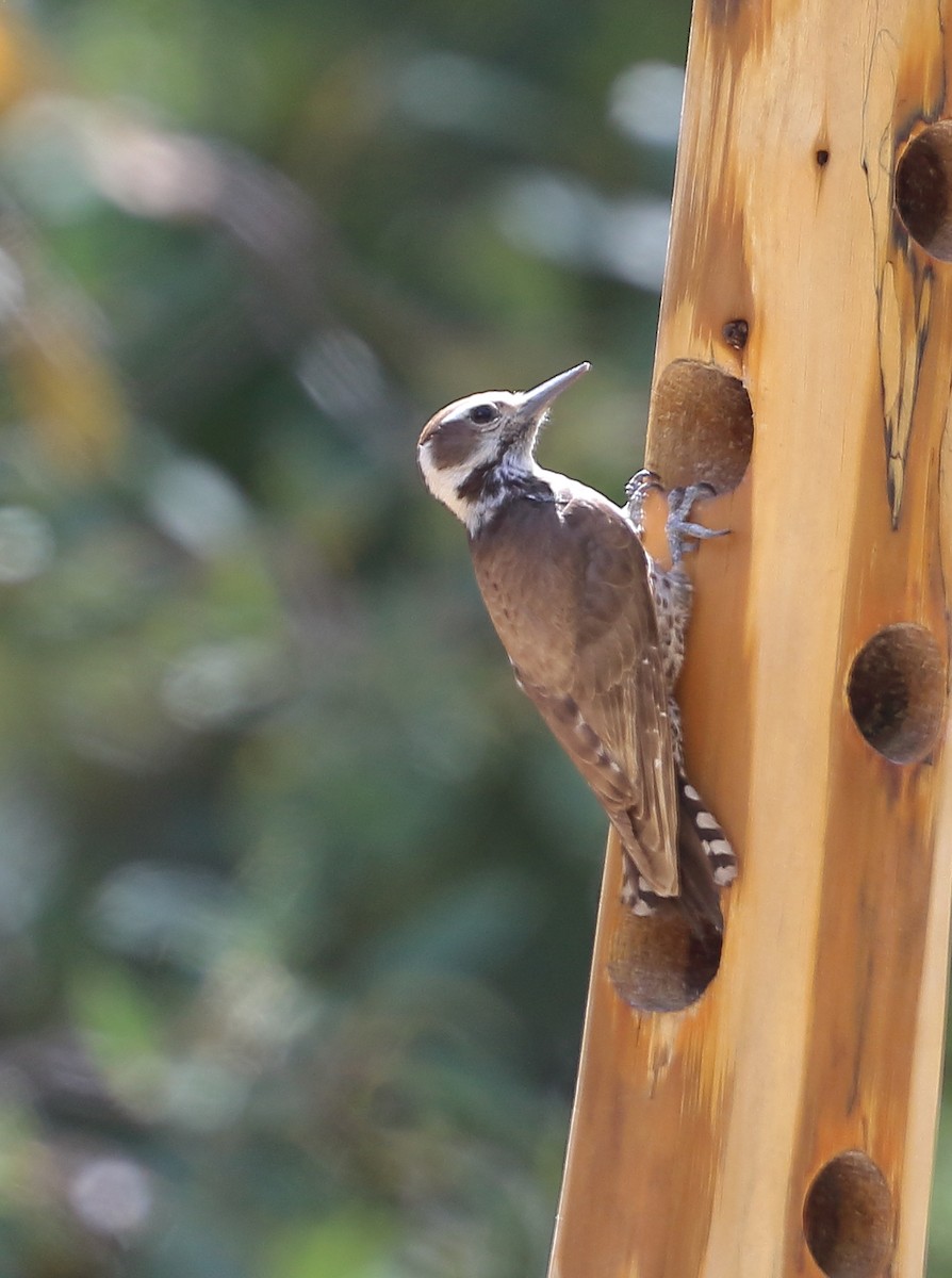 eBird Checklist - 4 Jun 2024 - Madera Canyon--Santa Rita Lodge - 11 ...