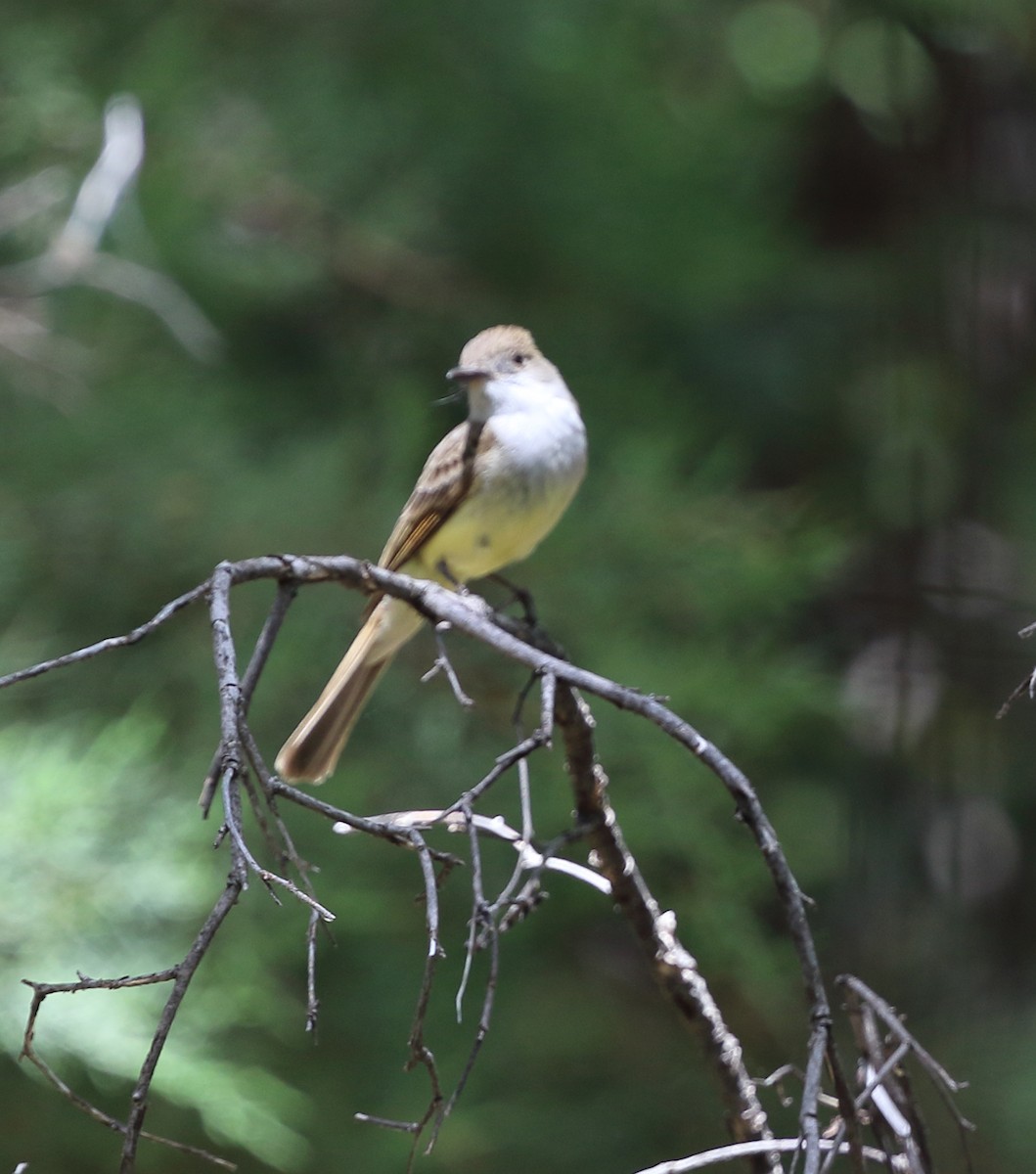 eBird Checklist - 4 Jun 2024 - madera Kubo B&B - 15 species