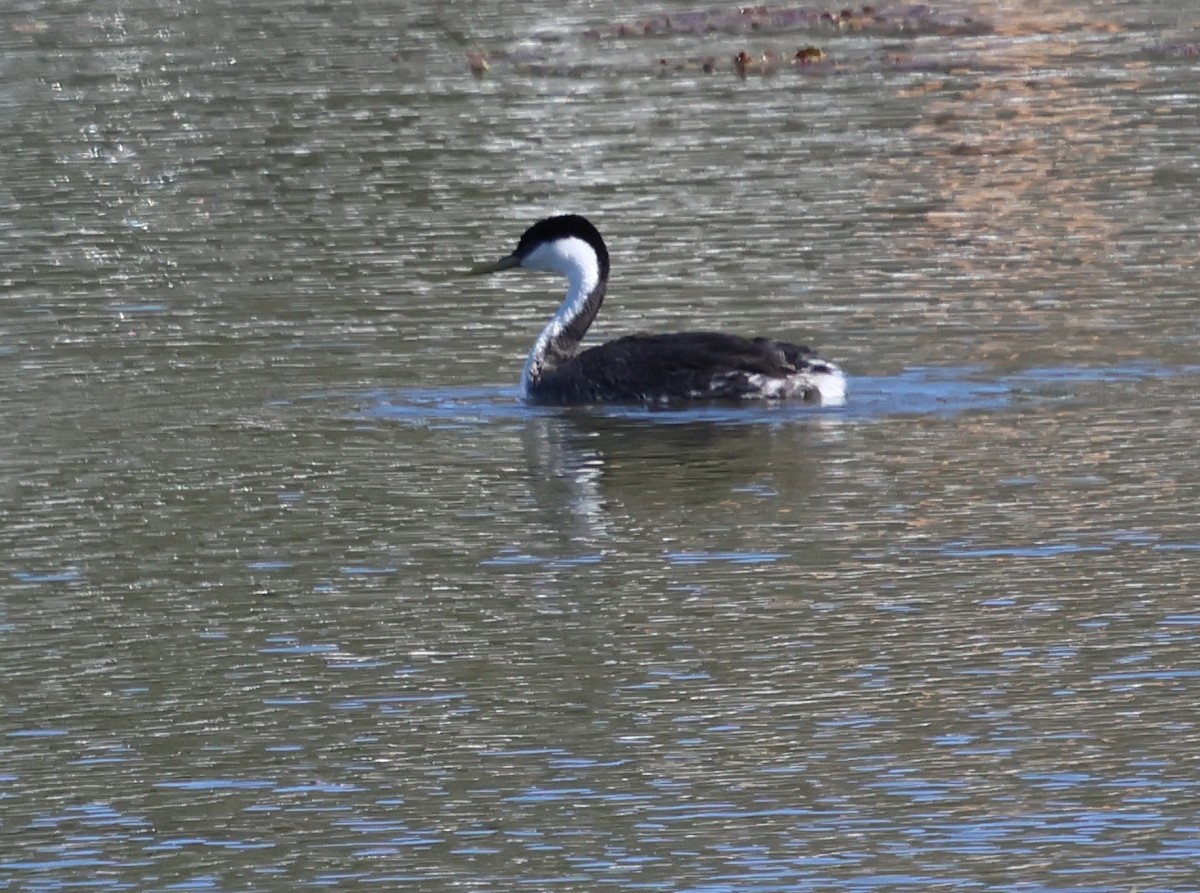 eBird Checklist - 1 Jun 2024 - Big Bear Lake--Stanfield Marsh Boardwalk ...
