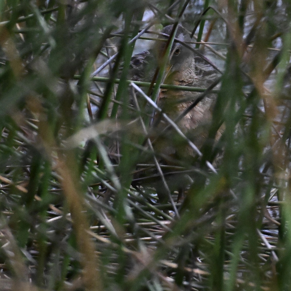 eBird Checklist - 20 May 2024 - St Marks NWR--Picnic Pond - 36 species