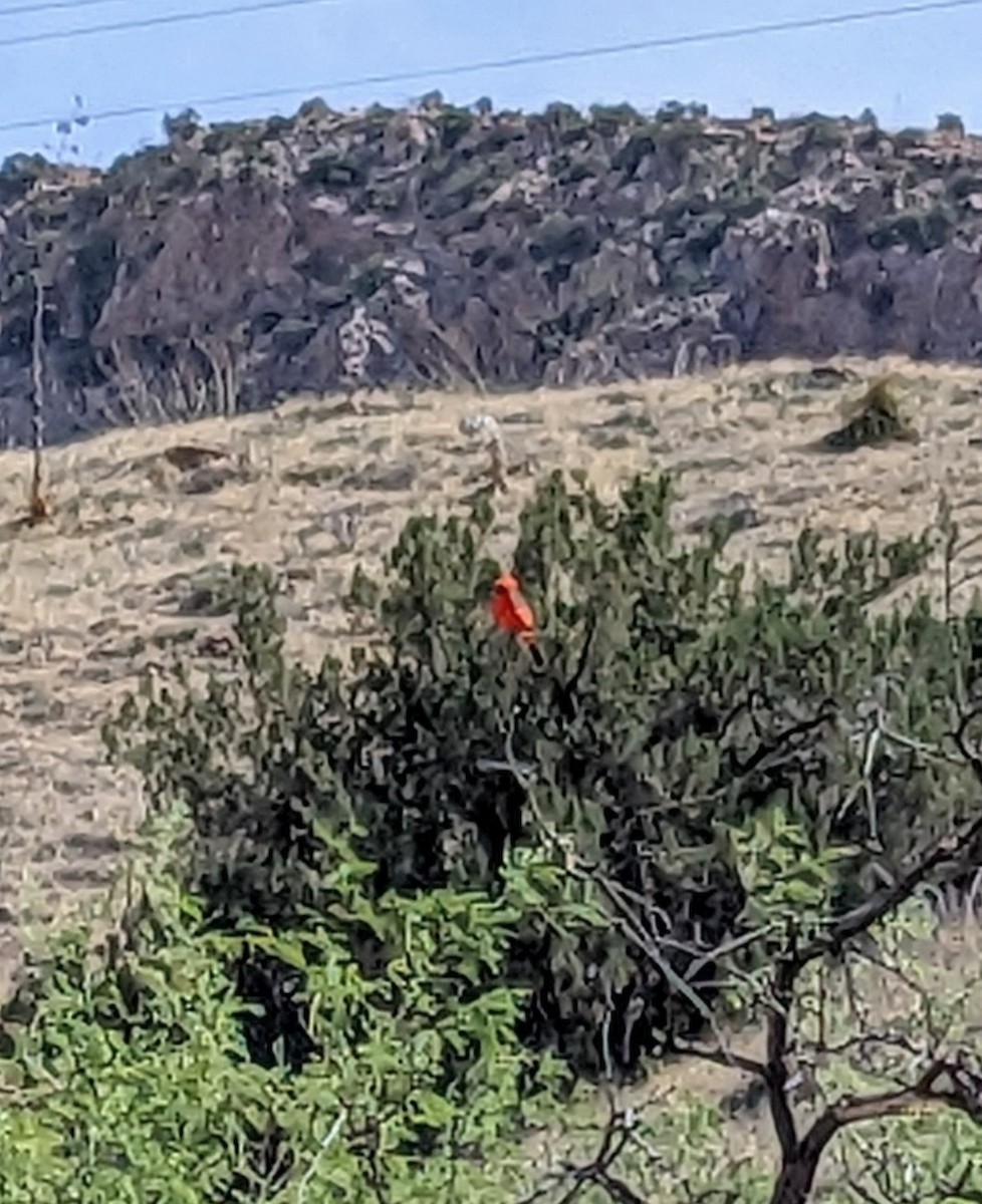 eBird Checklist - 4 Jun 2024 - Box Canyon--old dam area - 36 species