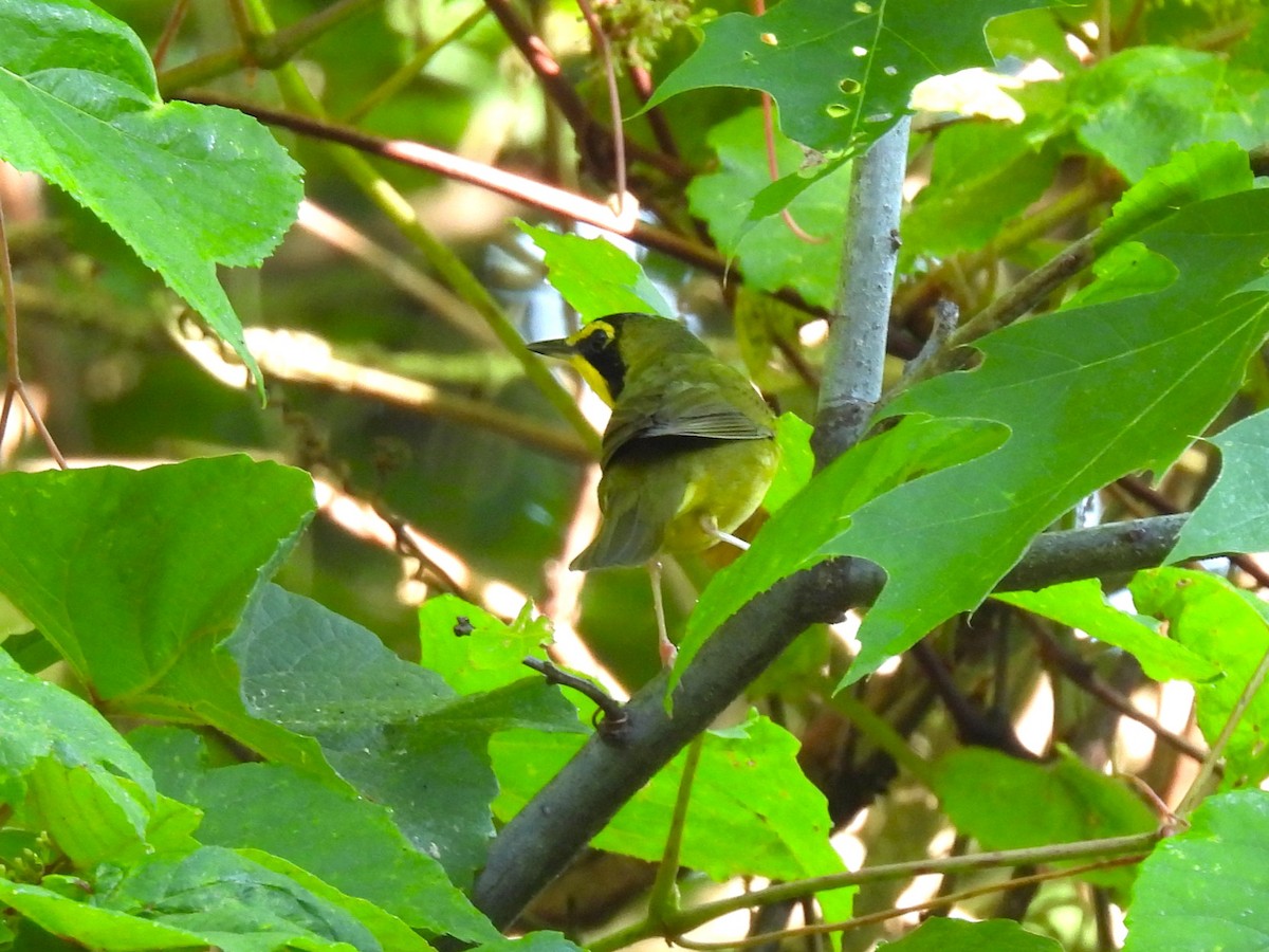 Pennsylvania Bird Atlas Checklist - 4 Jun 2024 - State Game Lands 95 ...