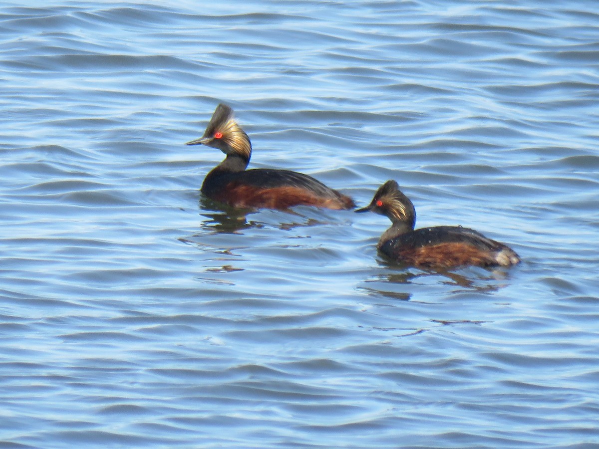 eBird Checklist - 1 Jun 2024 - Minot Sewage Lagoons - 52 species