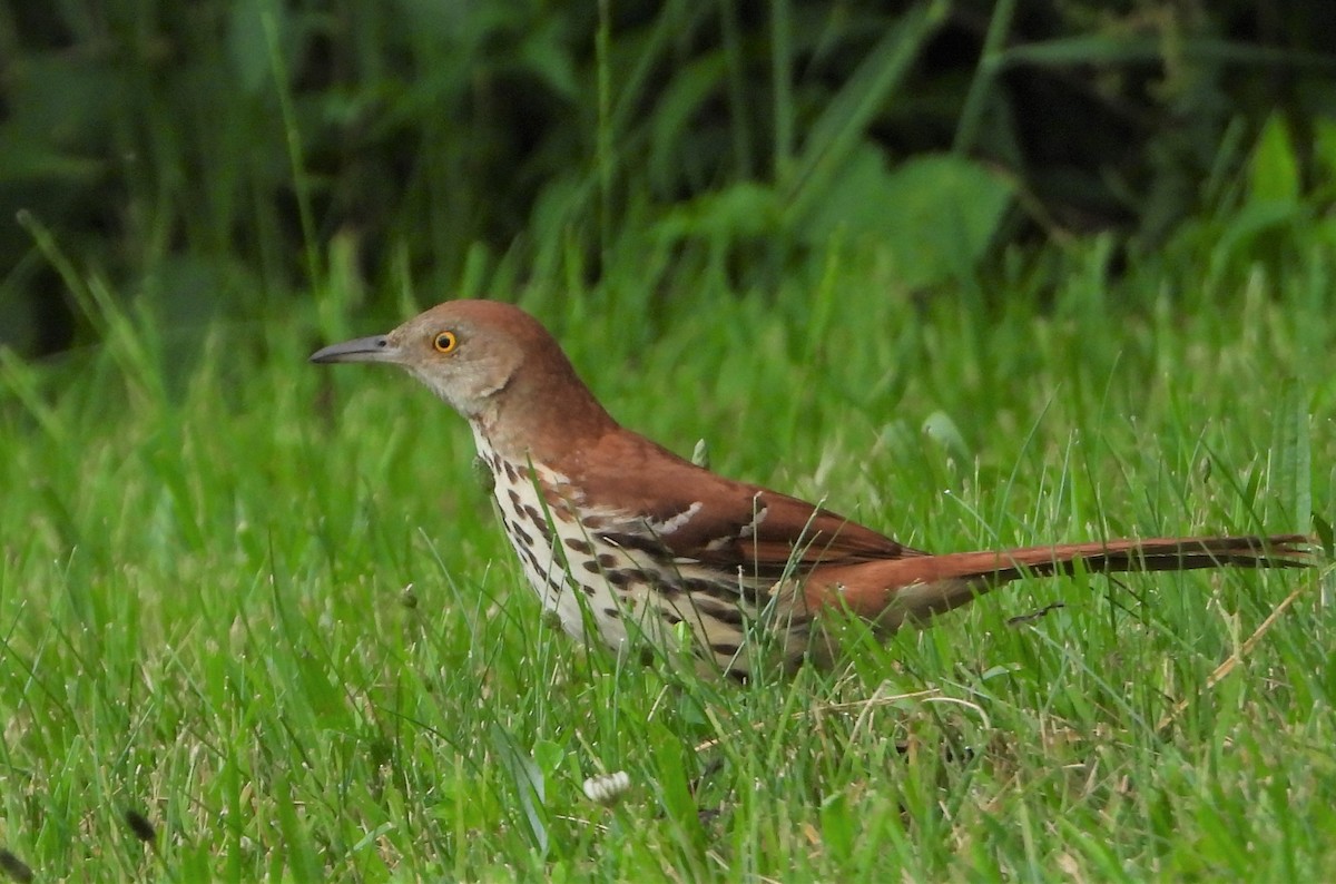Pennsylvania Bird Atlas Checklist - 5 Jun 2024 - SV Ridge - 36 species