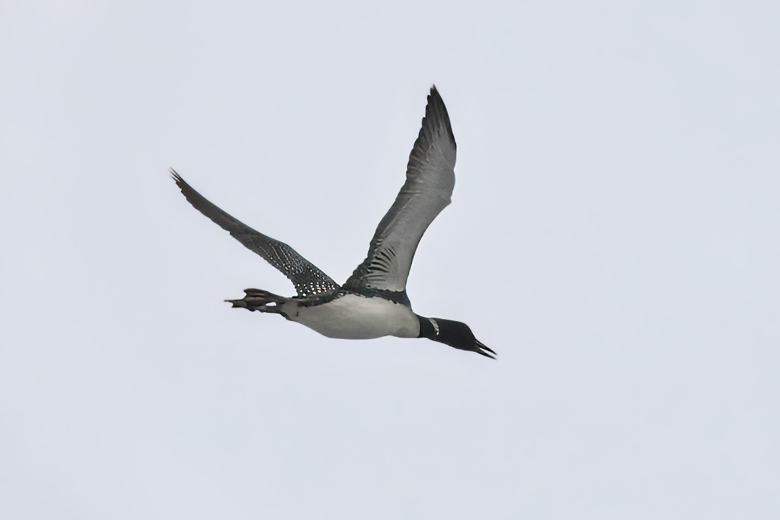 eBird Checklist - 5 Jun 2024 - Oakville--Bronte Harbour - 32 species