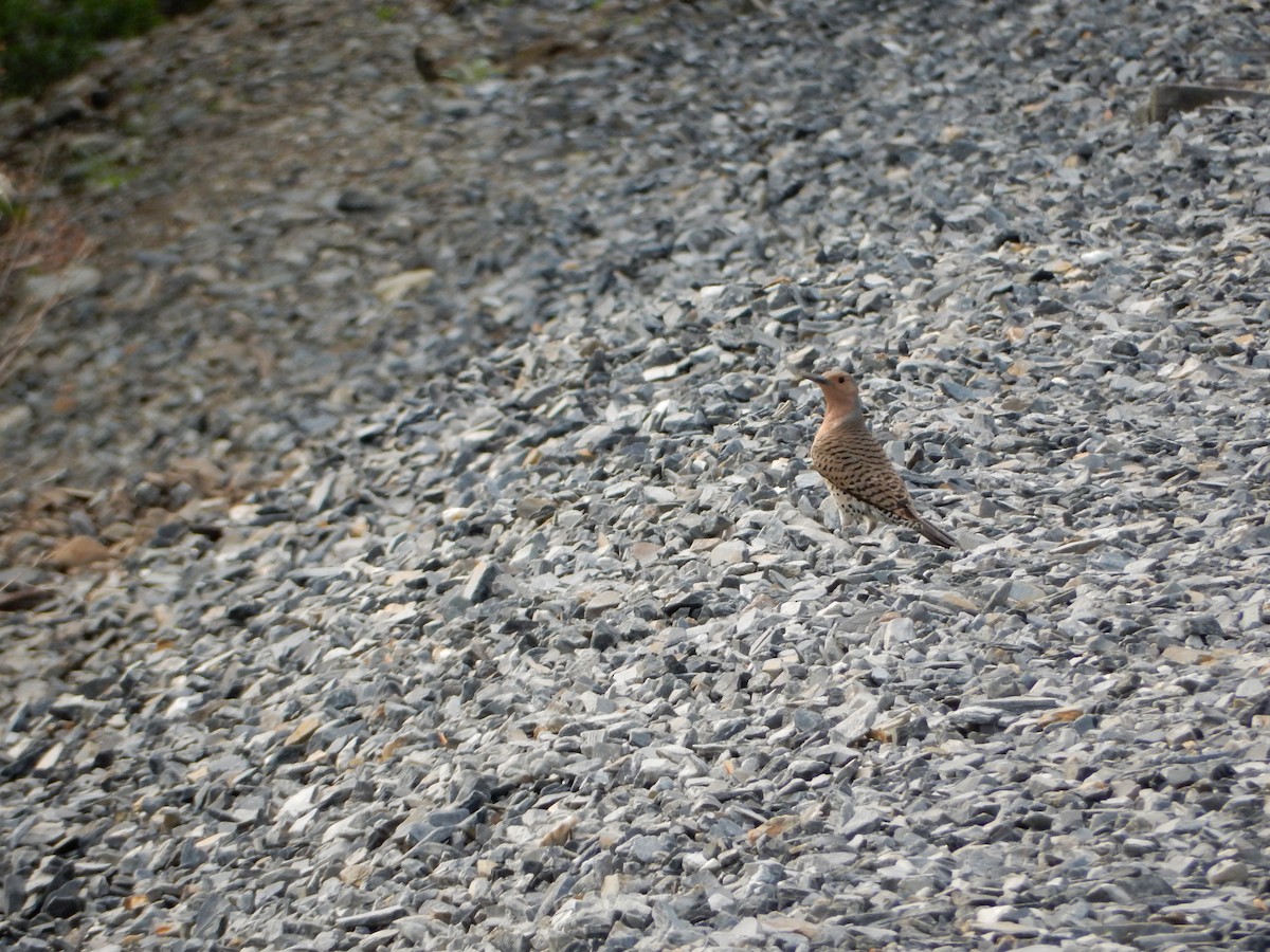 eBird Checklist - 5 Jun 2024 - Unity Pond - 25 species
