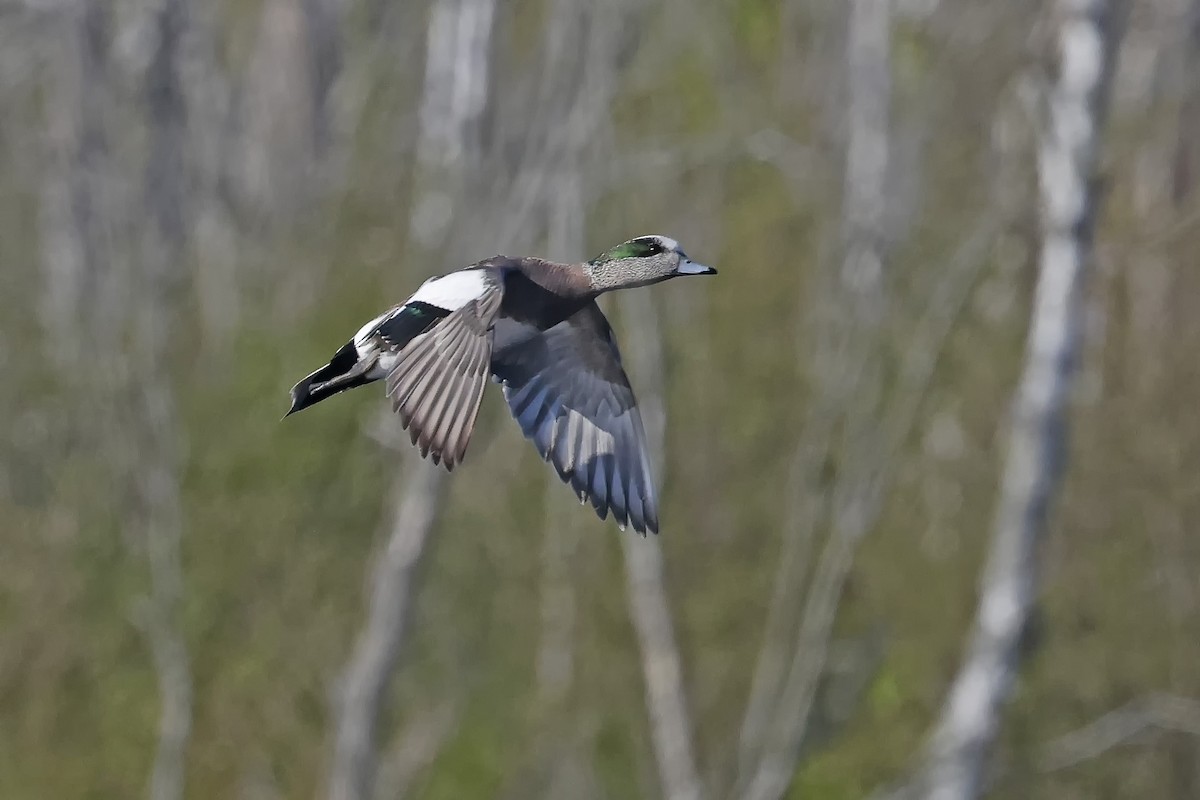 eBird Checklist - 4 Jun 2024 - Barachois du Grand Pabos - 42 species