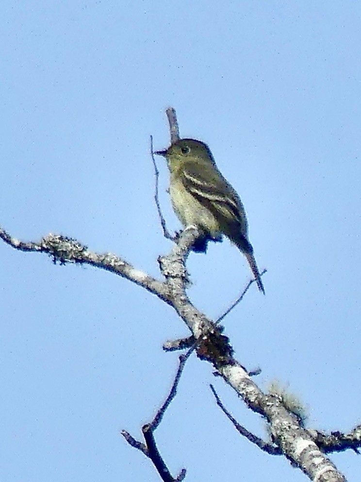 eBird Checklist - 5 Jun 2024 - Burkett Mill Preserve (MCC) - 41 species