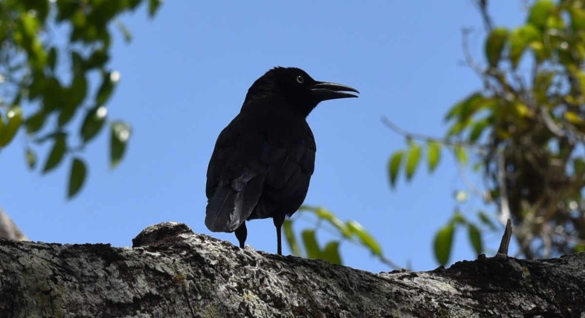 eBird Checklist - 25 Apr 2024 - Everglades NP--Coe Visitor Center ...