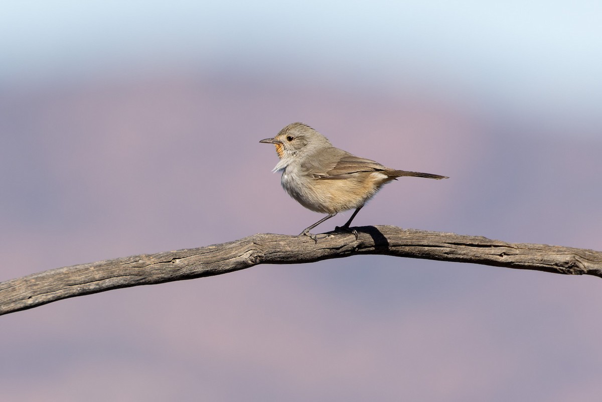 eBird Checklist - 6 May 2024 - Arkaroo Rock Trail, Flinders Ranges ...