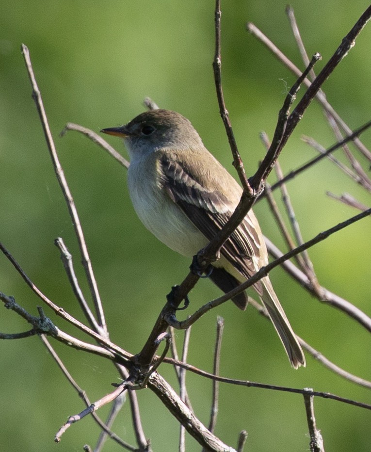 eBird Checklist - 4 Jun 2024 - Great Meadows NWR--Concord Unit - 45 species