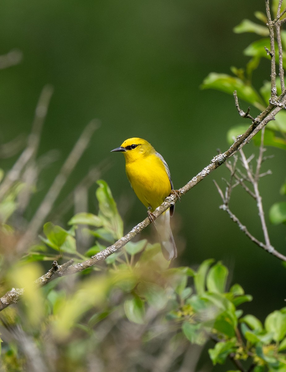 eBird Checklist - 5 Jun 2024 - Guelph--Arkell Springs Loop Trail - 10 ...