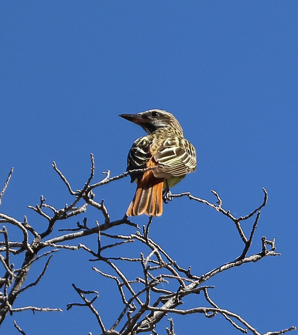 eBird Checklist - 5 Jun 2024 - stakeout Sulphur-bellied Flycatcher, Bear Canyon pullout - 6 species