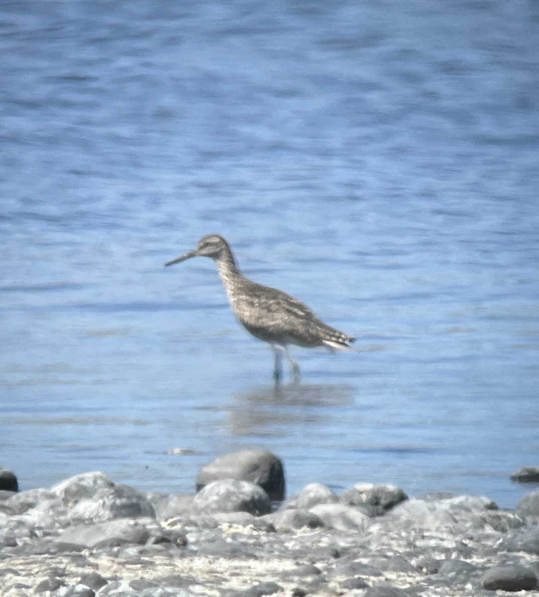 eBird Checklist - 5 Jun 2024 - Soap Lake City Park - 11 species