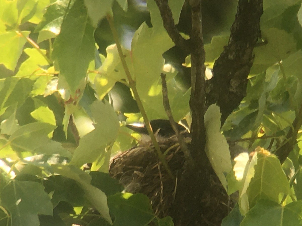 Maryland-DC Breeding Bird Atlas Checklist - 4 Jun 2024 - Greenock Rd ...