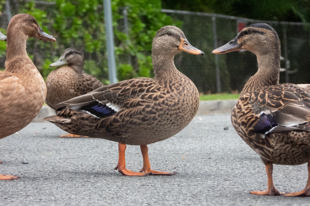 Mallard/Hawaiian Duck - eBird