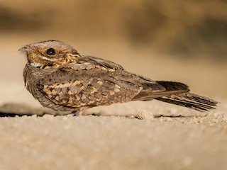 Red-necked Nightjar - eBird