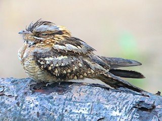 Red-necked Nightjar - eBird