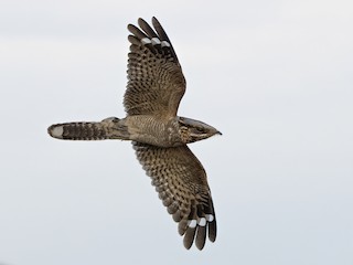 Red-necked Nightjar - eBird