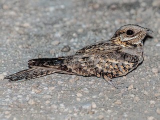 Red-necked Nightjar - eBird