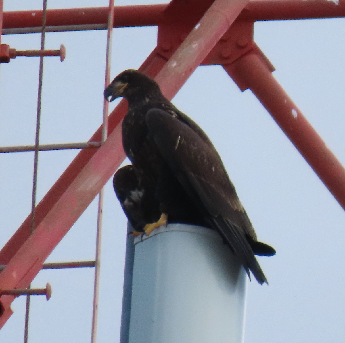eBird Checklist - 6 Jun 2024 - 305 Tower Road, Naples, Florida, US (26. ...